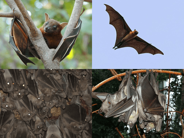Philippine Bamboo Bat
