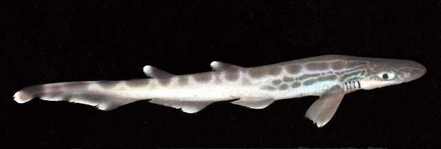 Pale Catshark