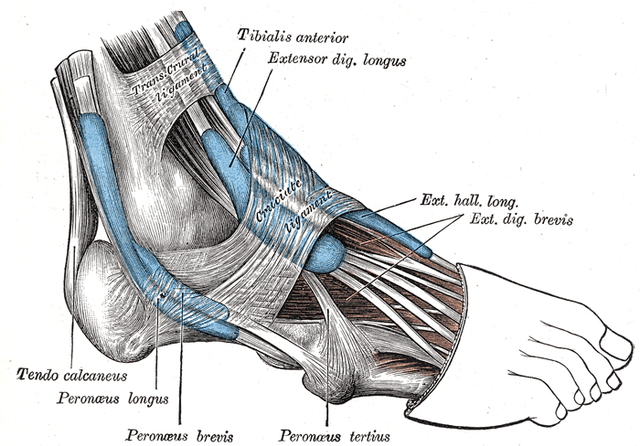 Flexor Hallucis Longus Cross Section