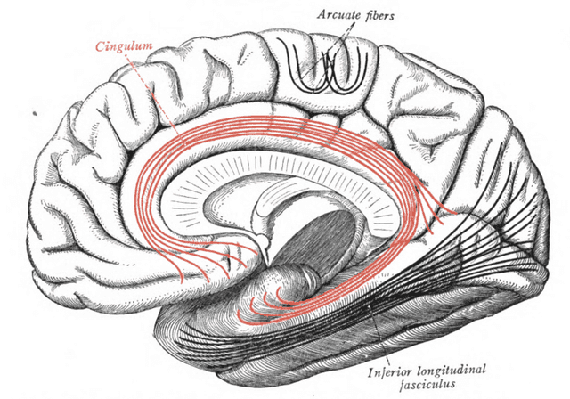 Subcallosal Gyrus