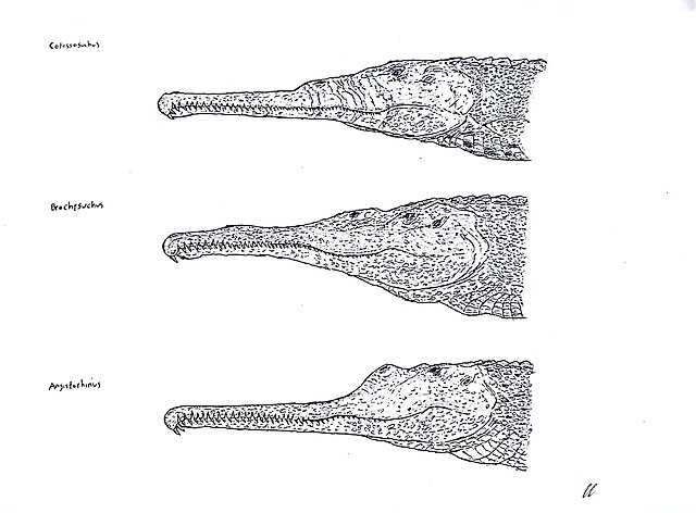 Colossosuchus - Wikiwand