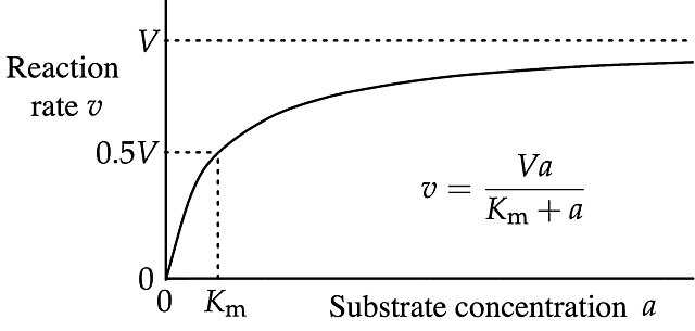 Michaelis–Menten kinetics - Wikiwand
