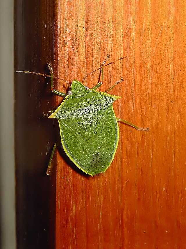 Loxa viridis - Wikiwand