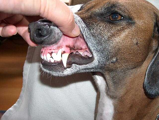 Canine tooth - Wikiwand