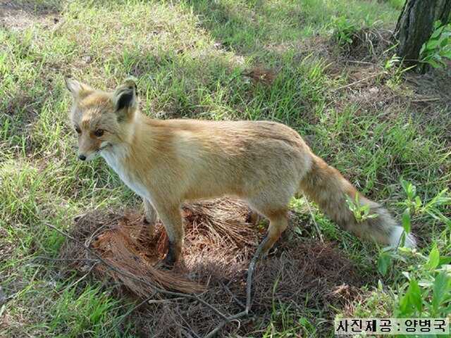 Korean fox - Wikiwand