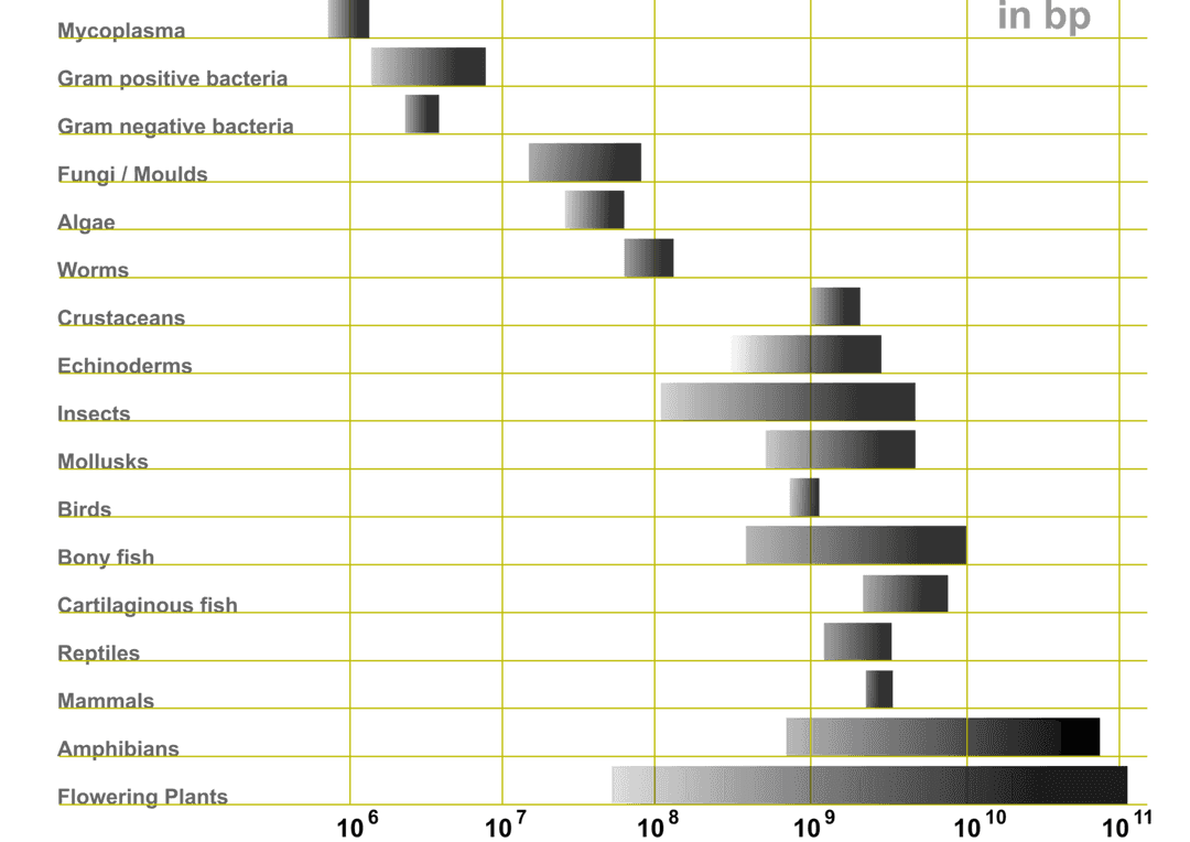 Genome size - Wikiwand