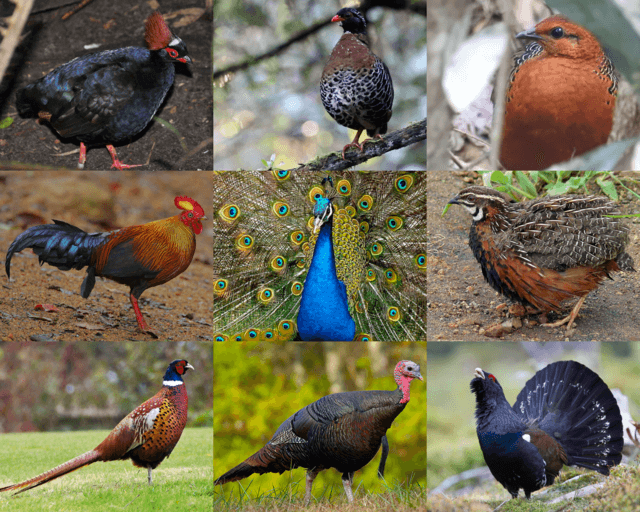 Phasianidae - Wikiwand