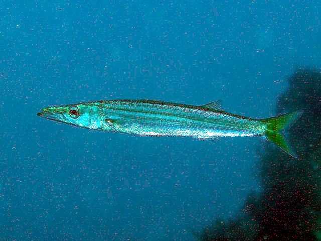 Japanese barracuda - Wikiwand