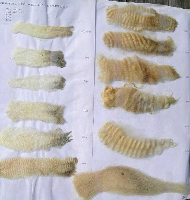 Staple (wool) - Wikiwand