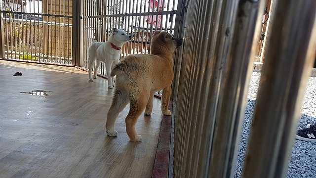 Donggyeongi - Wikiwand