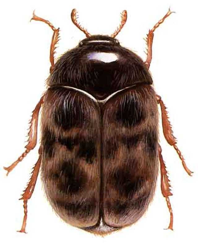 Khapra beetle - Wikiwand