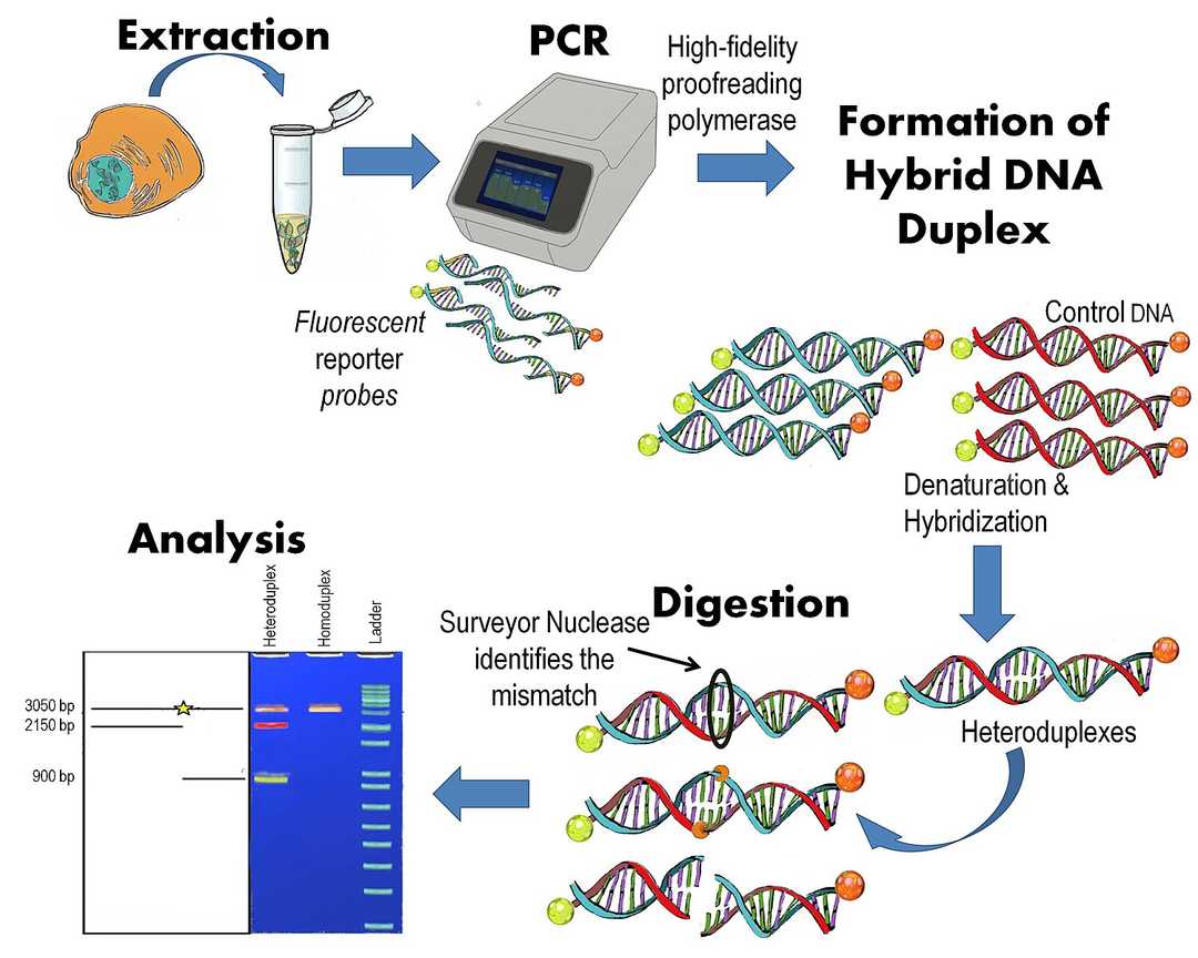 Surveyor Nuclease Assay Wikiwand